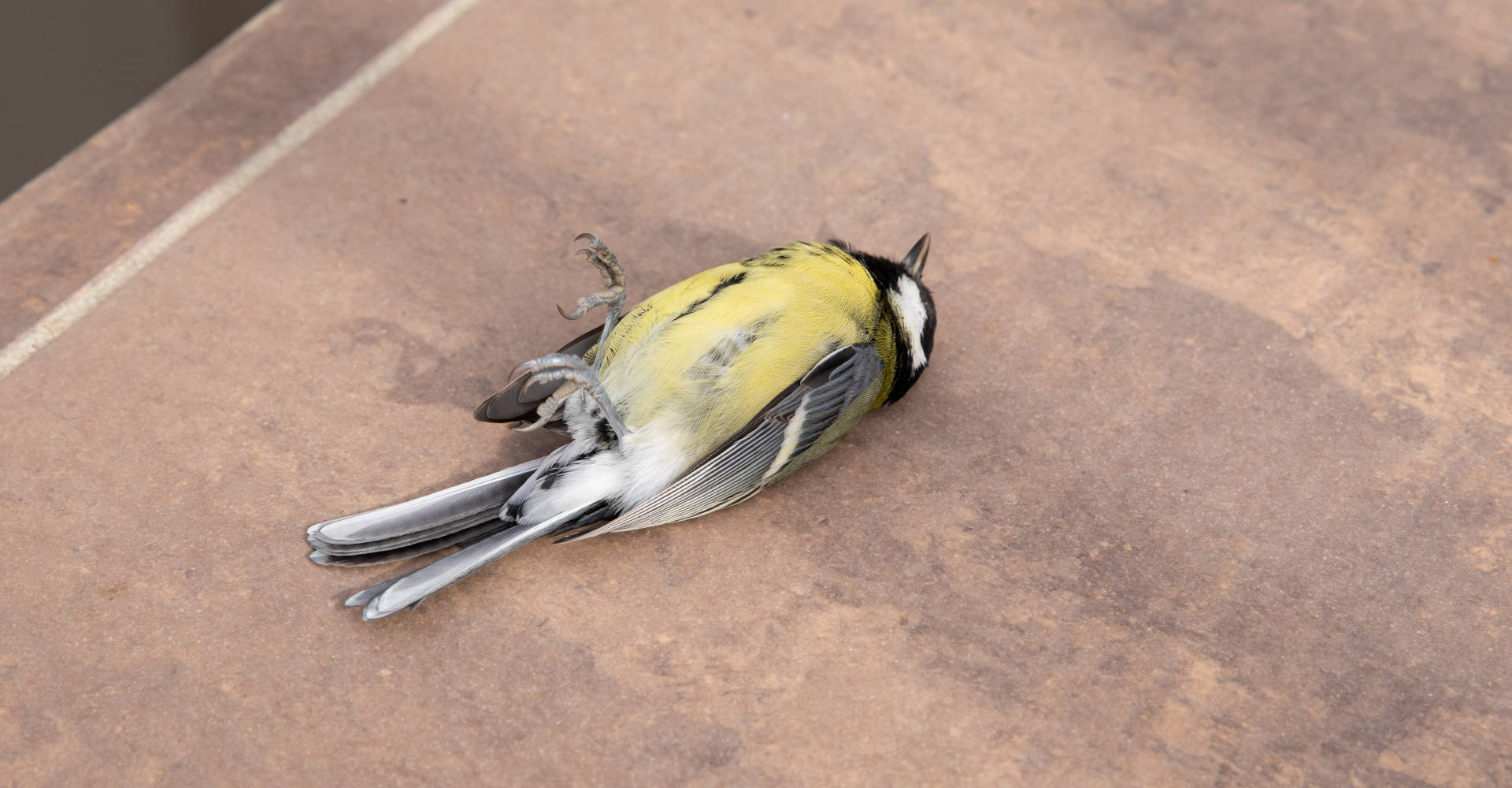 Bird Strike Prevention Film: Revolutionary UV Reactive Films provided ...