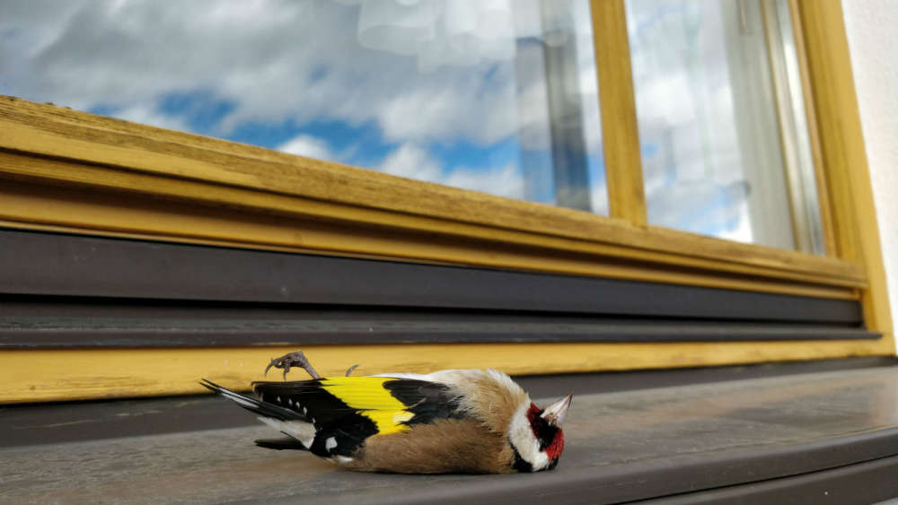 Bird Strike Prevention Film: Revolutionary UV Reactive Films provided ...